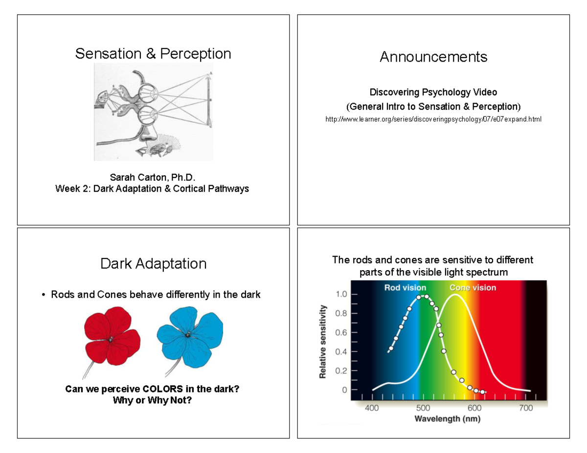 Sensation & Perception (PSY 101): Dark Adaptation & Visual Pathways ...