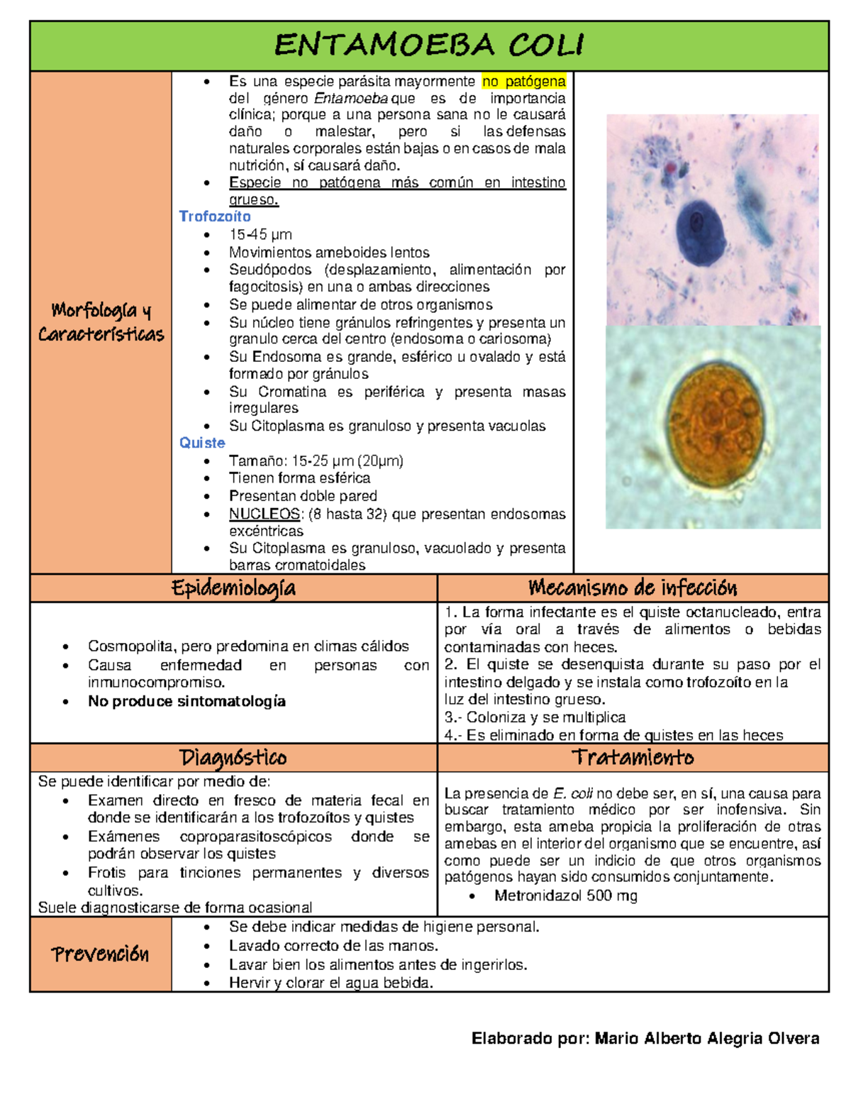 Morfologia Da Entamoeba Coli