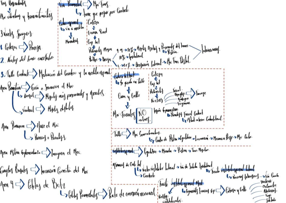 VÍAS Descendentes - NNM Final Exam Study Notes - Studocu
