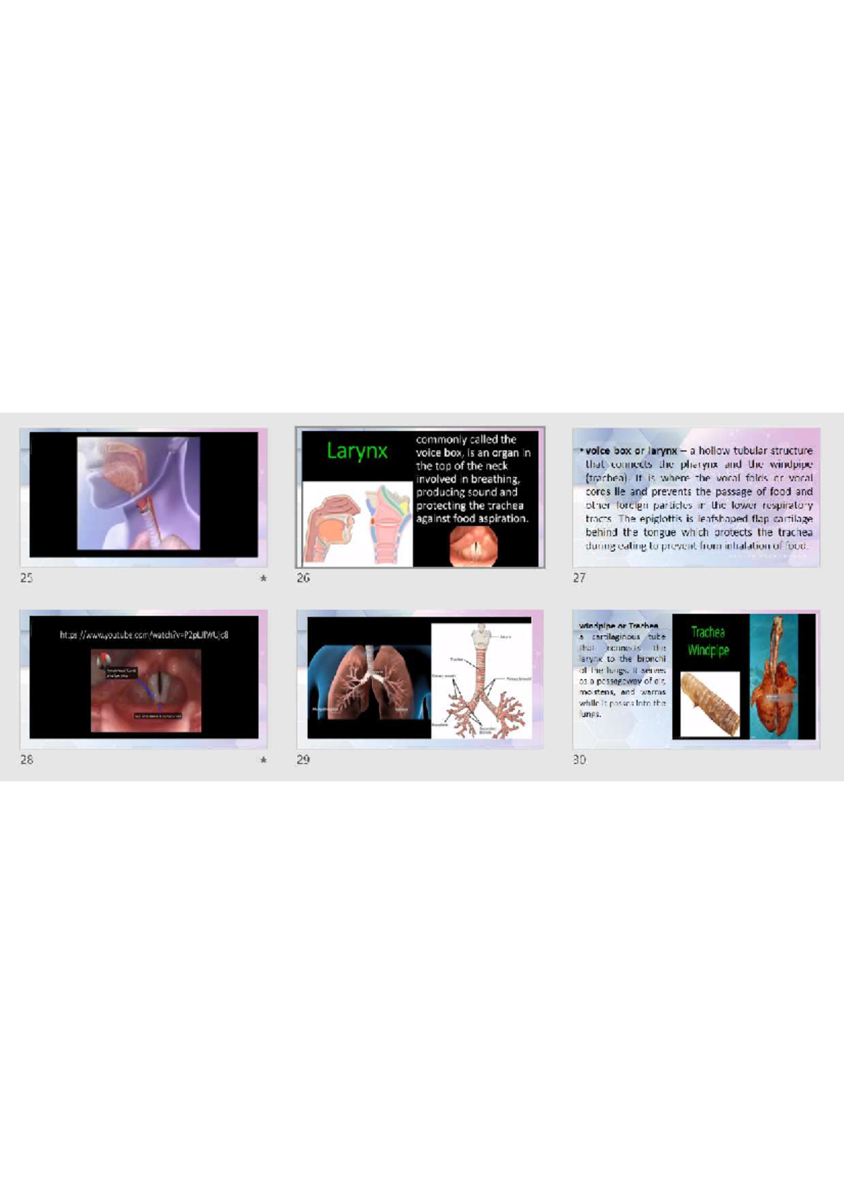 Respiratory System Overview: Larynx, Trachea, and Alveoli Functions ...