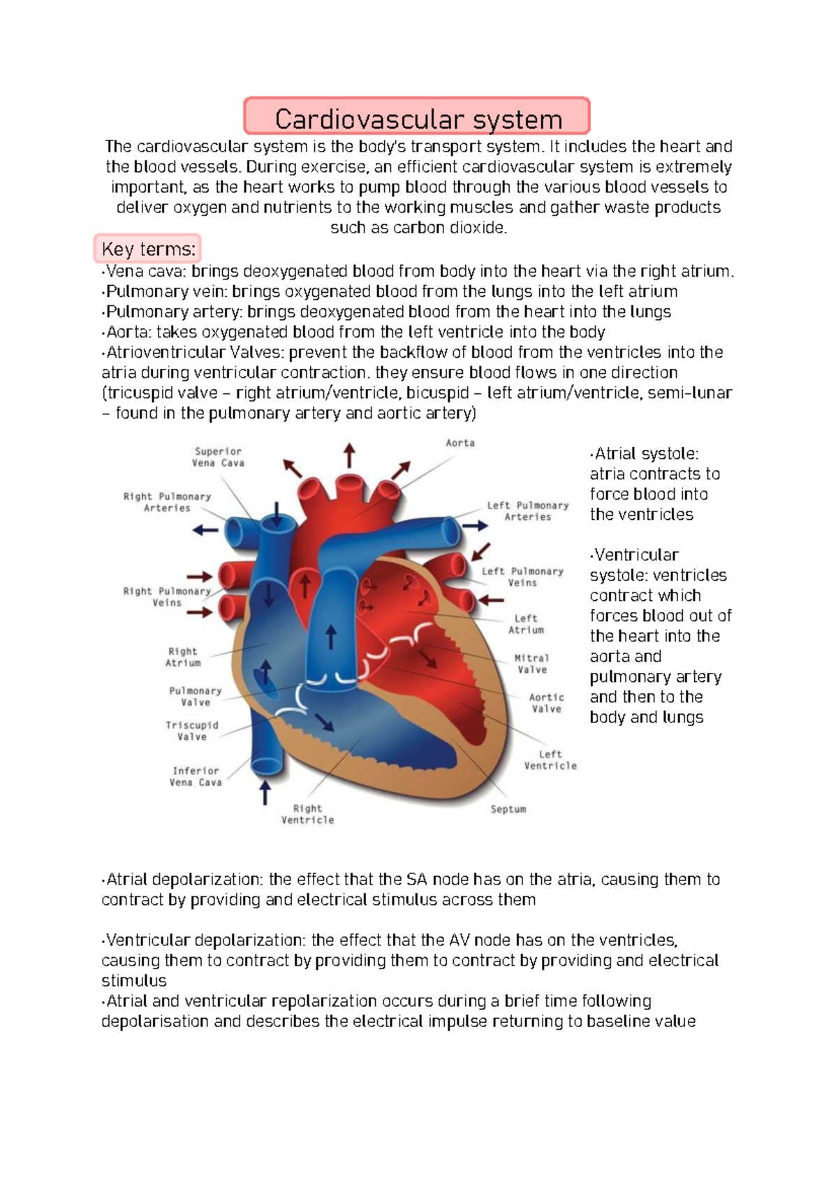 Anatomy & Physiology: Cardiovascular System Overview (BIO101) - Studocu