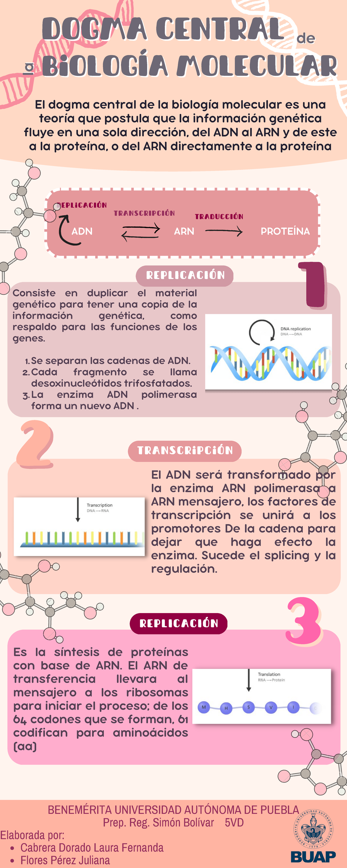 Dogma central de la biología molecular - ADN ARN PROTEÍNA ####### ReplicACIÓN ...