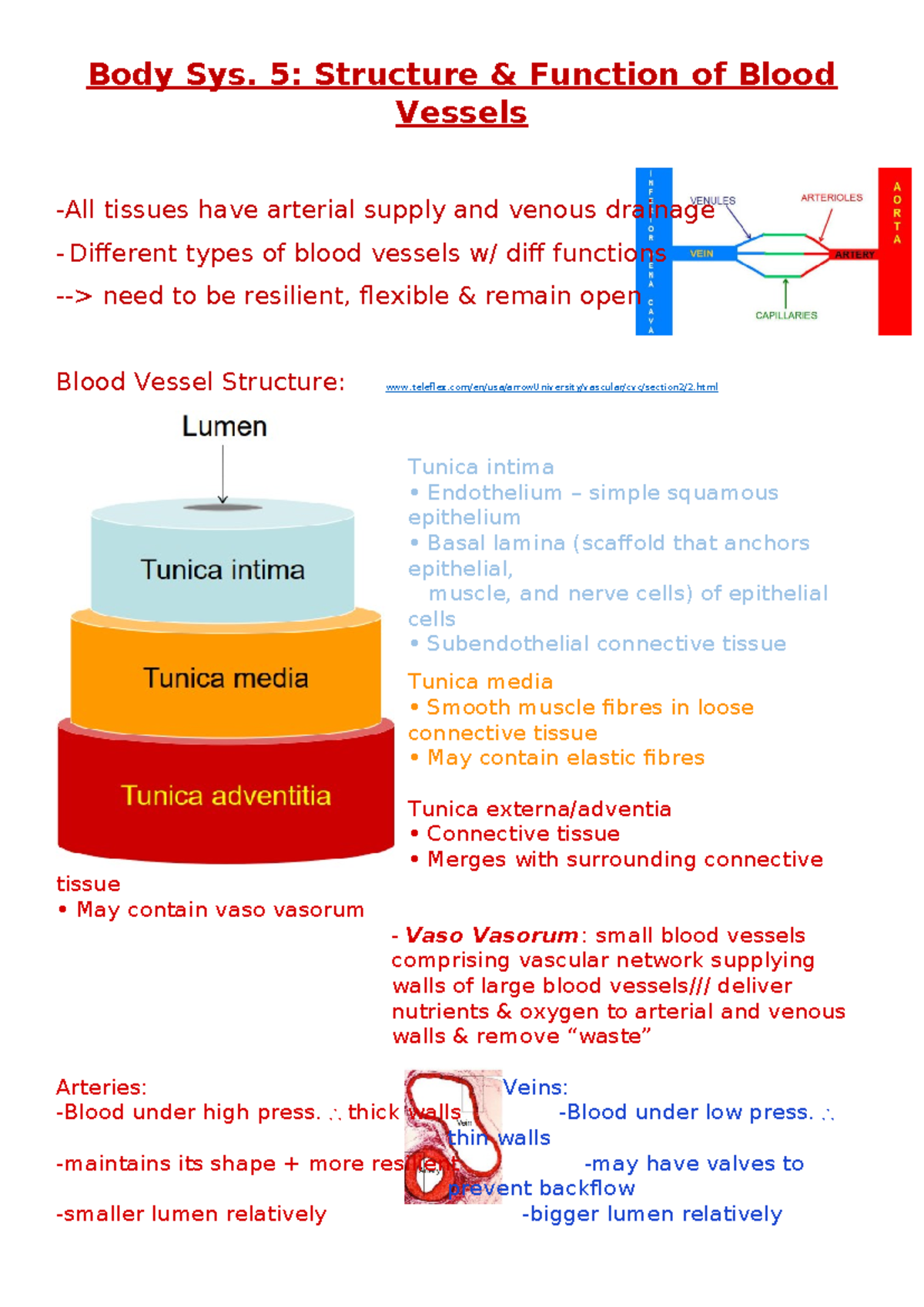Body Sys. 5 Structure & Function of Blood Vessels Notes - Body Sys. 5 ...