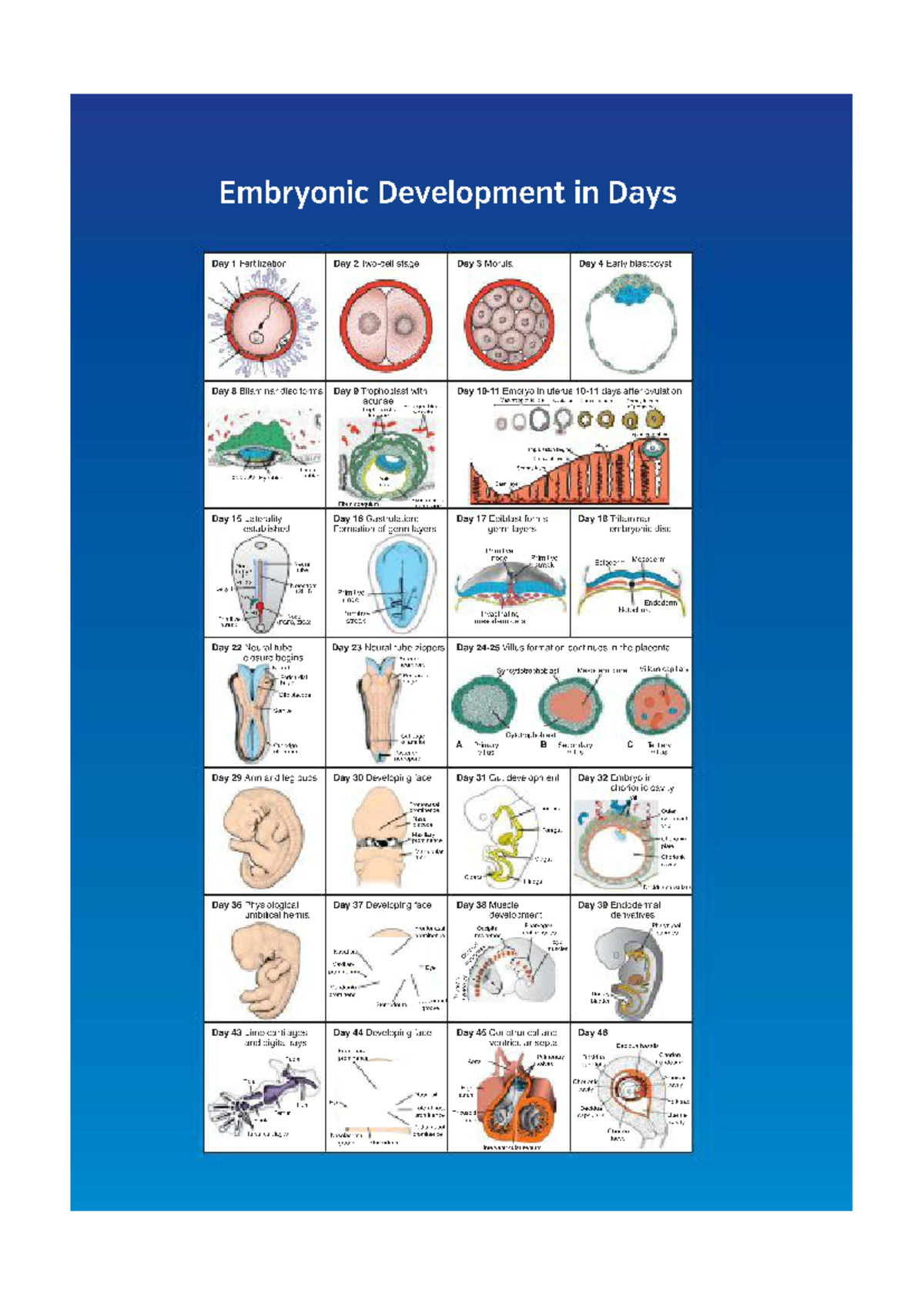 Summary of Embryology Concepts and Key Outcomes - Studocu