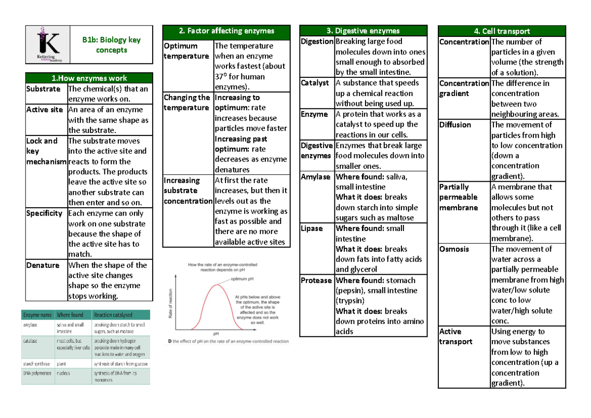 CB1b Biology Knowledge Organiser: Enzymes & Cell Transport Concepts ...
