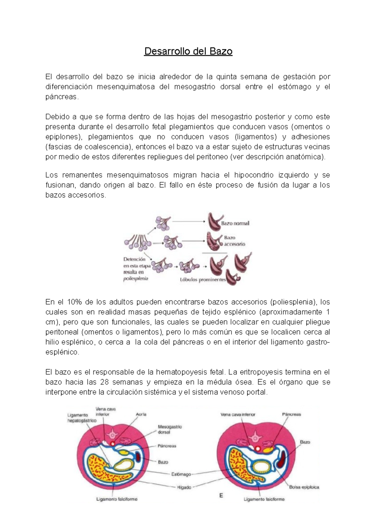 Bazo y amigadalas - Resumen - Embriologia Básica - Desarrollo del Bazo ...