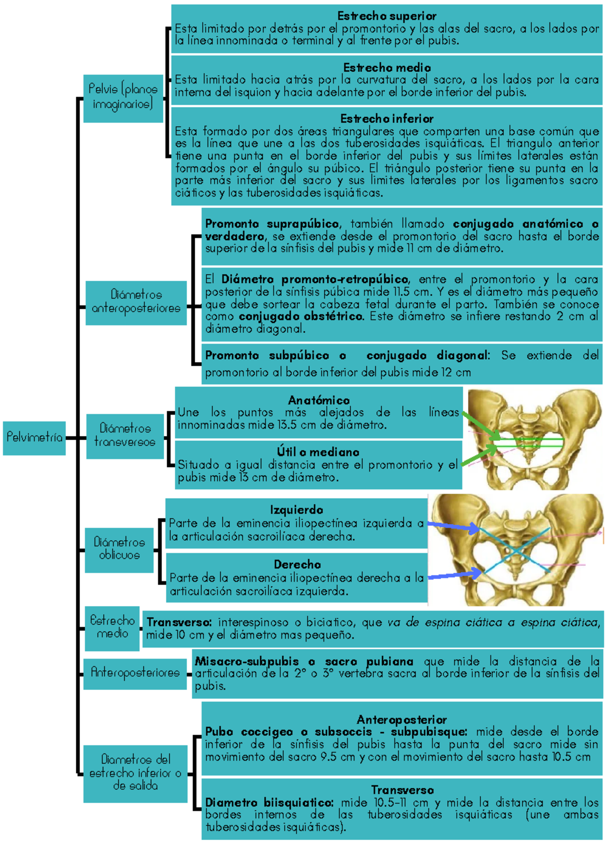 Estudio de Pelvimetría y Cefalometría Fetal: Medidas Clave 2023 - Studocu