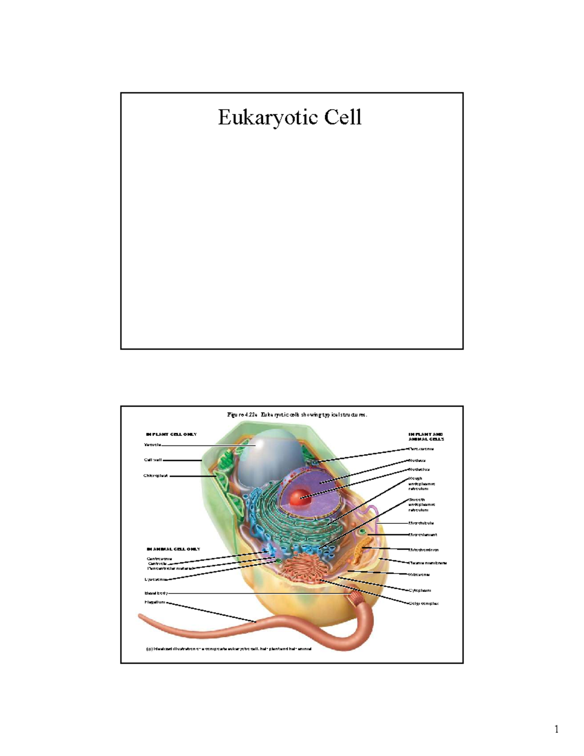 Eukaryotic Cell Structure & Function Overview (Bio 101, Chapter 4) - Studocu
