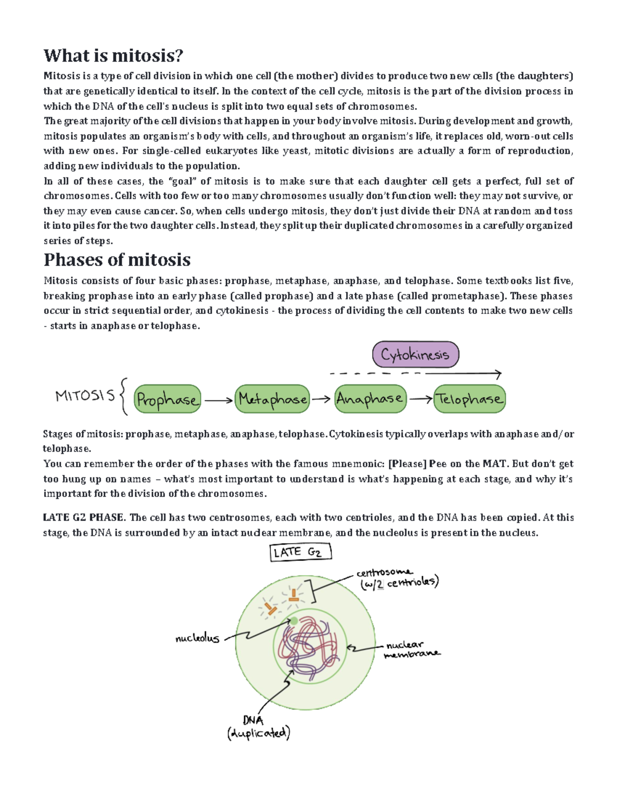 Mitosis and Meiosis: Understanding Cell Division Processes - Studocu