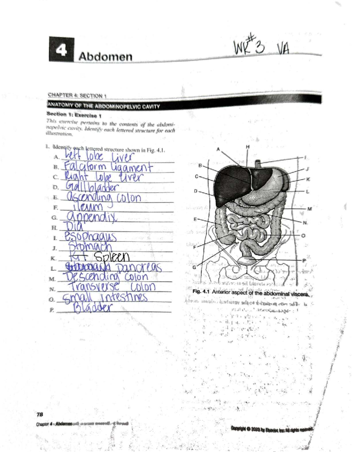 Merrill's Workbook 4 VA: Anatomy & Positioning of the Abdomen - Studocu