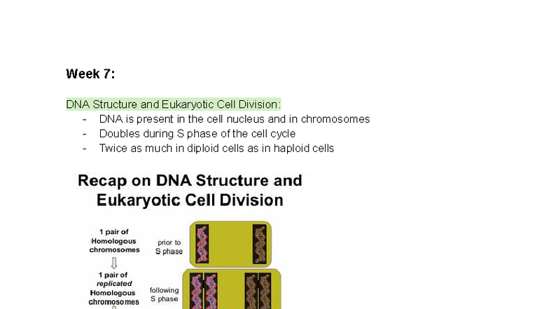 MGB2040 Final Exam Notes: DNA Structure, Gene Expression & Protein ...