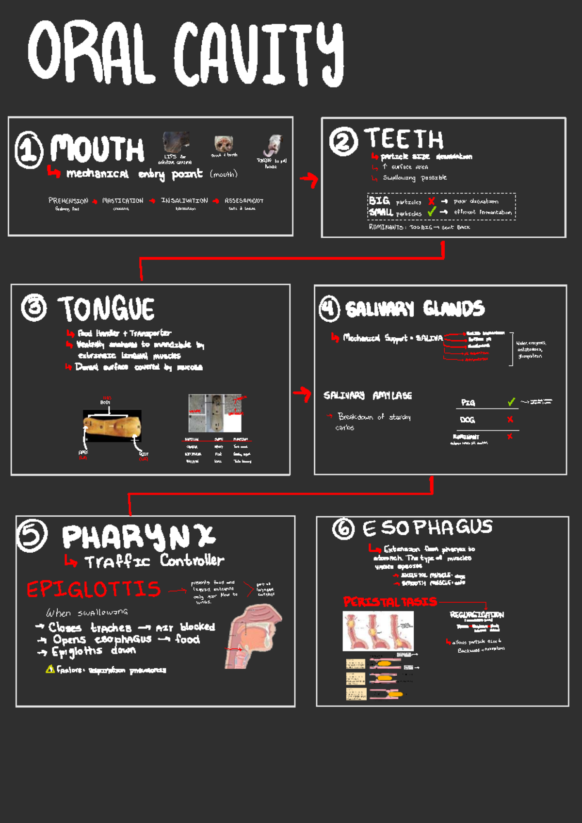 Digestive System Overview: Oral Cavity Mechanics and Functions - Studocu
