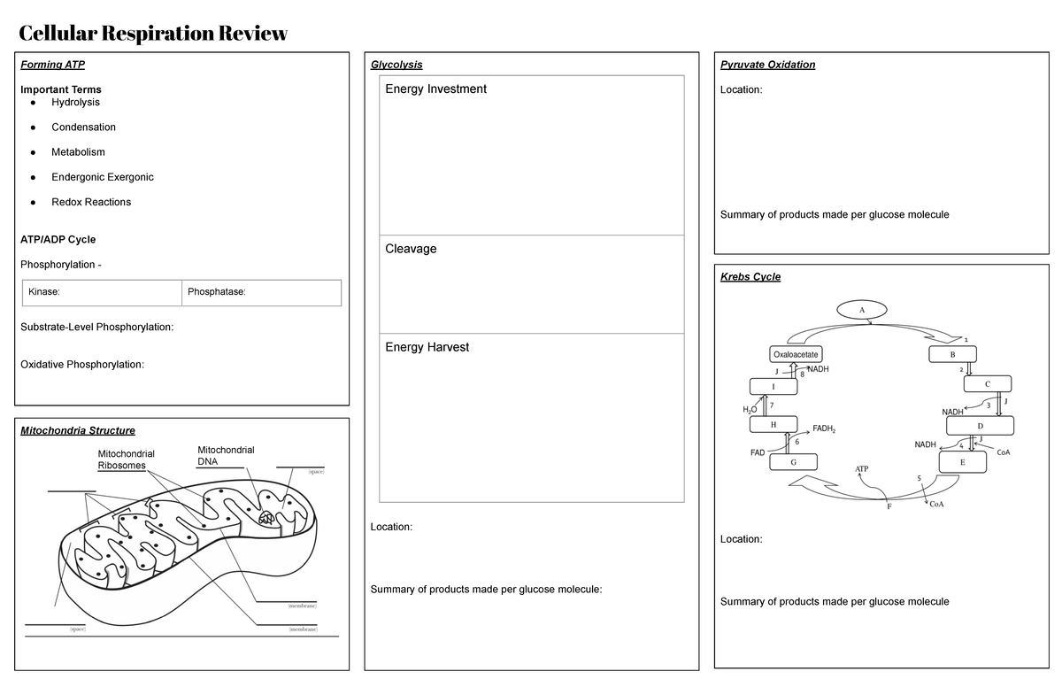 Cellular Respiration Big Sheet Review - Cellular Respiration Review ...
