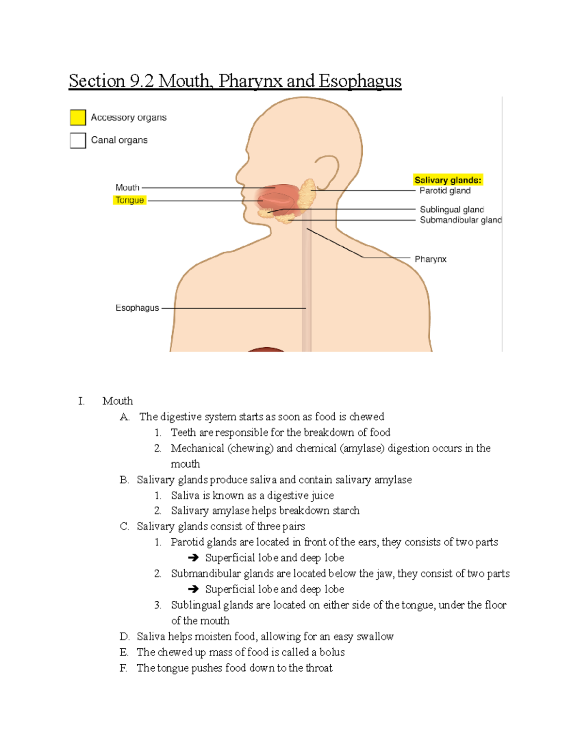 Section 9.2 Mouth, Pharynx and Esophagus - Google Docs - Section 9 ...