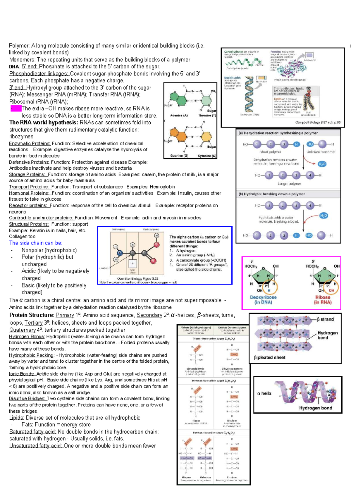 Biology 101: Midterm Cheat Sheet on Macromolecules and Cell Structure ...