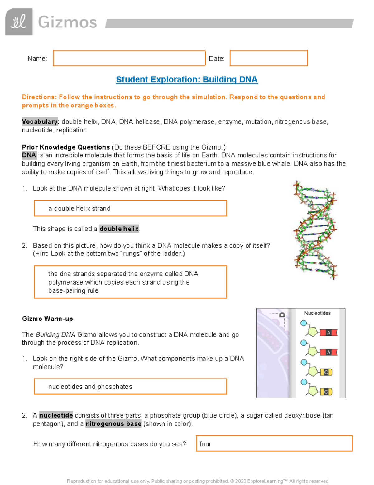Building DNA Gizmo Exploration Answers (Biology 101) - Studocu