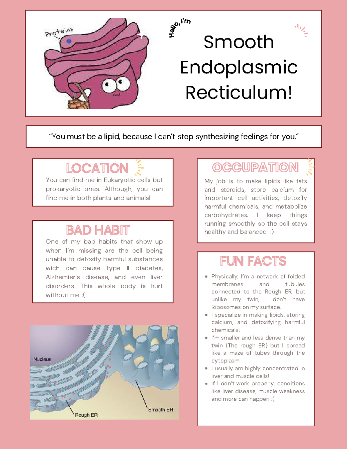 Smooth Endoplasmic Reticulum: Functions and Importance in Cells - Studocu