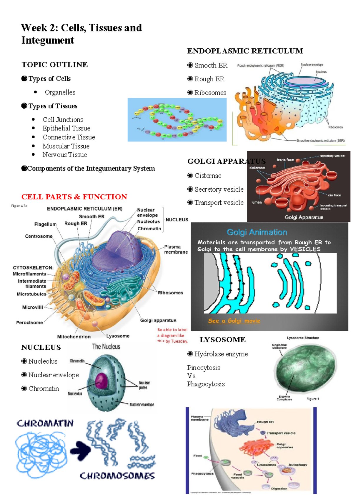 NURS 101 WEEK 2 Lecture: Cells, Tissues, and Integument Overview - Studocu