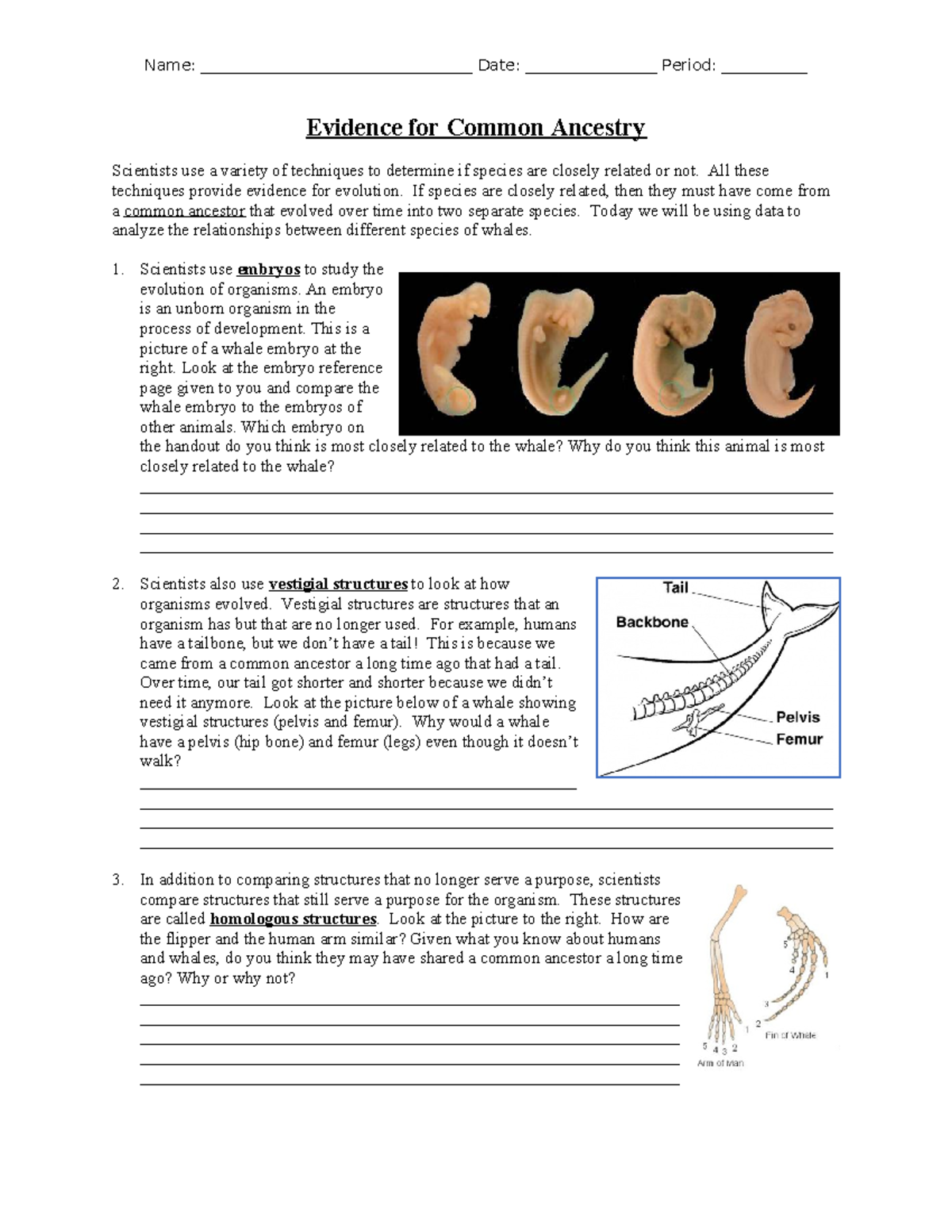 Evidence for Common Ancestry in Whales: Evolution Analysis - Studocu