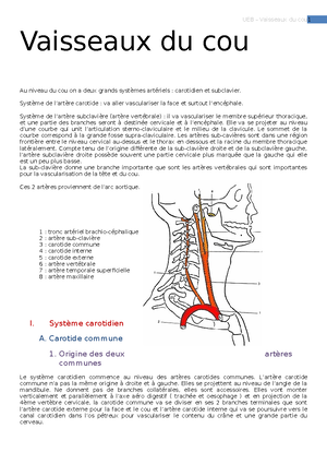 Mandibule et denture - Professeur Morandi - La mandibule, la denture I ...