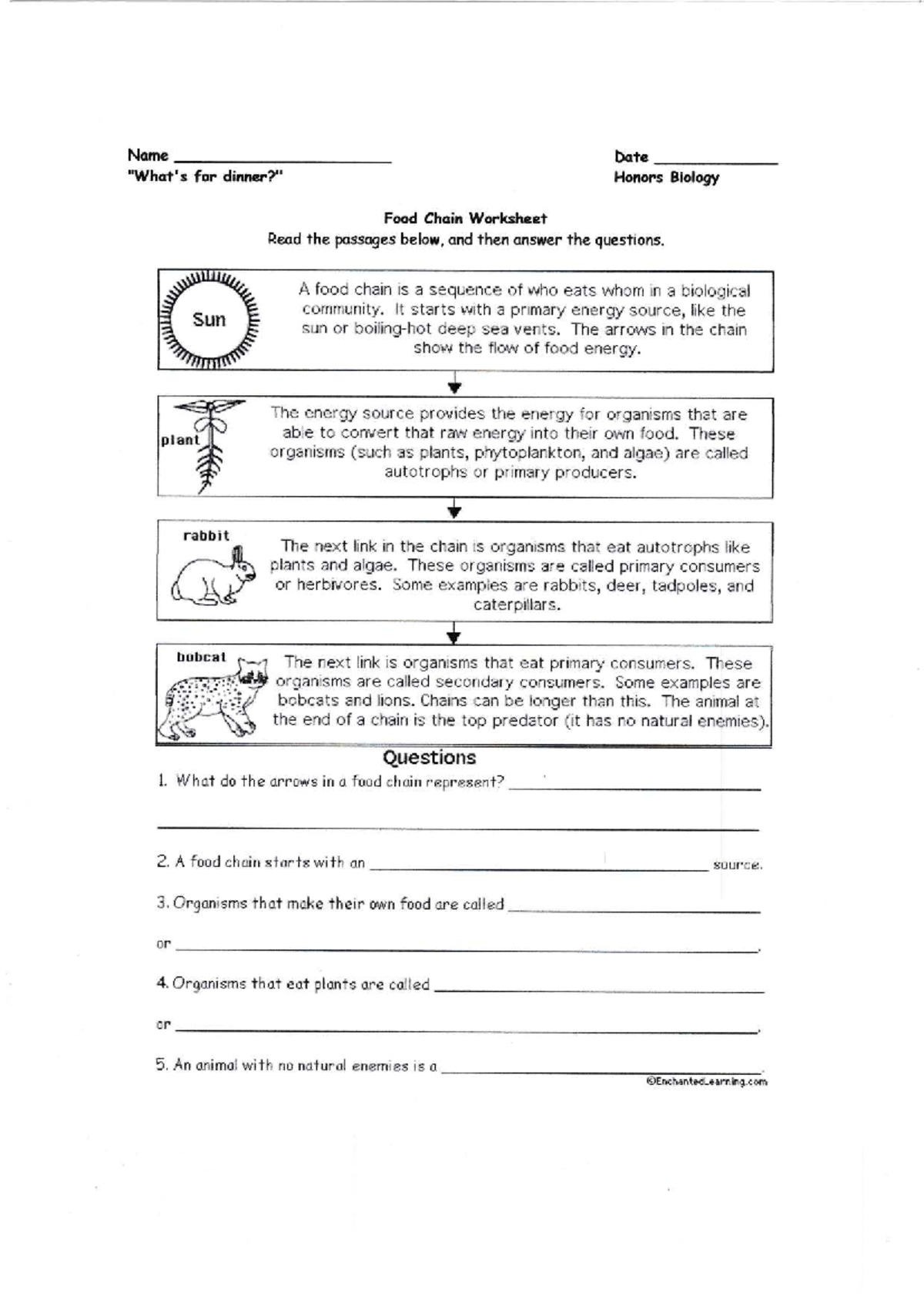 Food Chains, Webs, and Energy Pyramids: Honors Biology Worksheet (Final ...