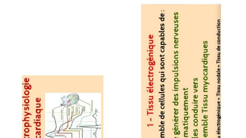 Électrophysiologie Cardiaque ALL 1 : Concepts et Mécanismes de ...