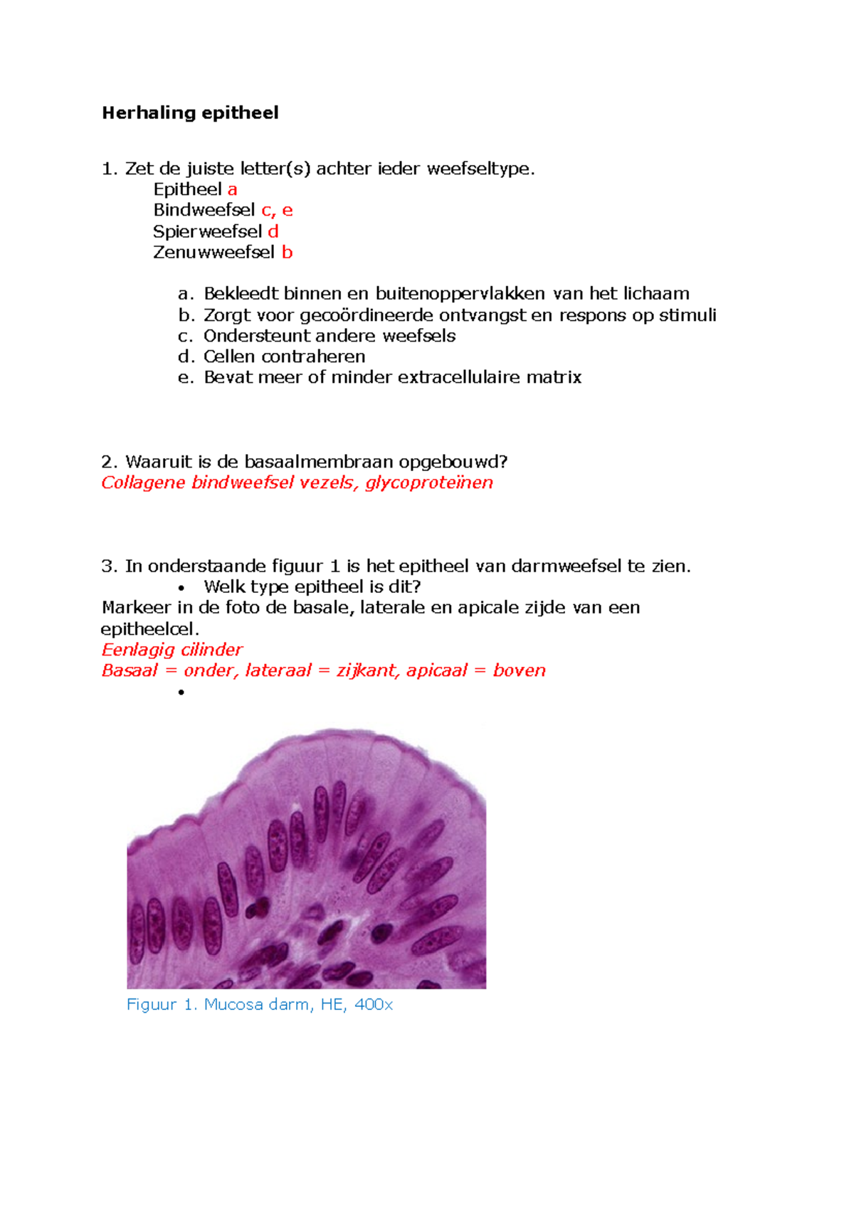 AFT WC 1 Herhaling Epitheel, Bind-, Spier-, en Zenuwweefsel - Studeersnel