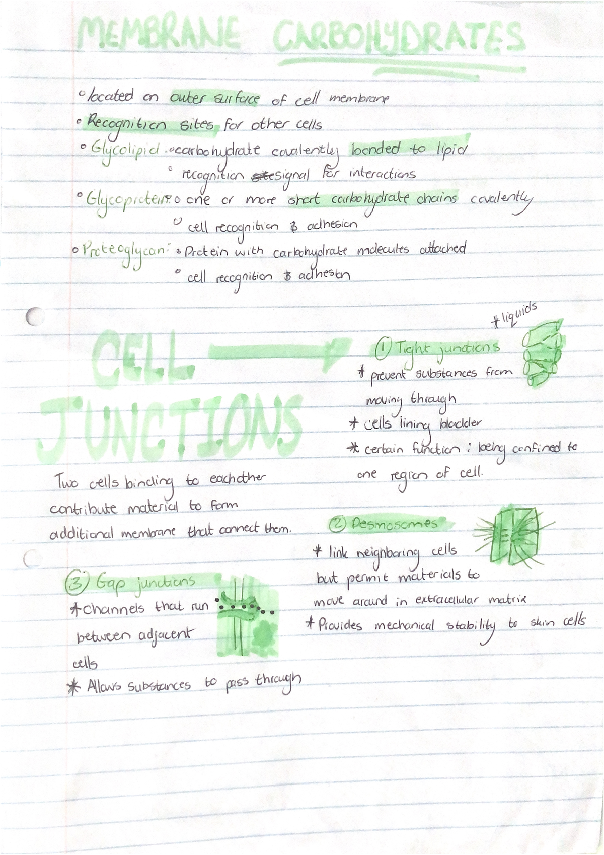 Membrane carbohydrates - MEMBRANE CARBOHYDRATES located on outer ...