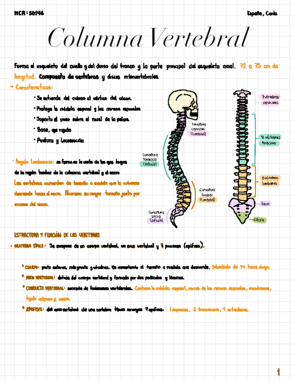 Notas de Clase: Estructura y Función de la Columna Vertebral (ANATOMÍA ...