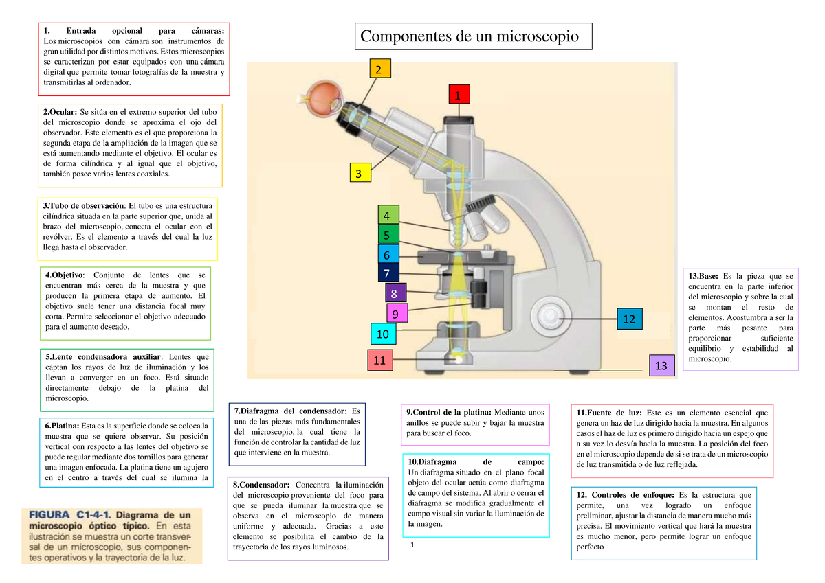 Componentes Esenciales del Microscopio: Guía de Estudio - Studocu