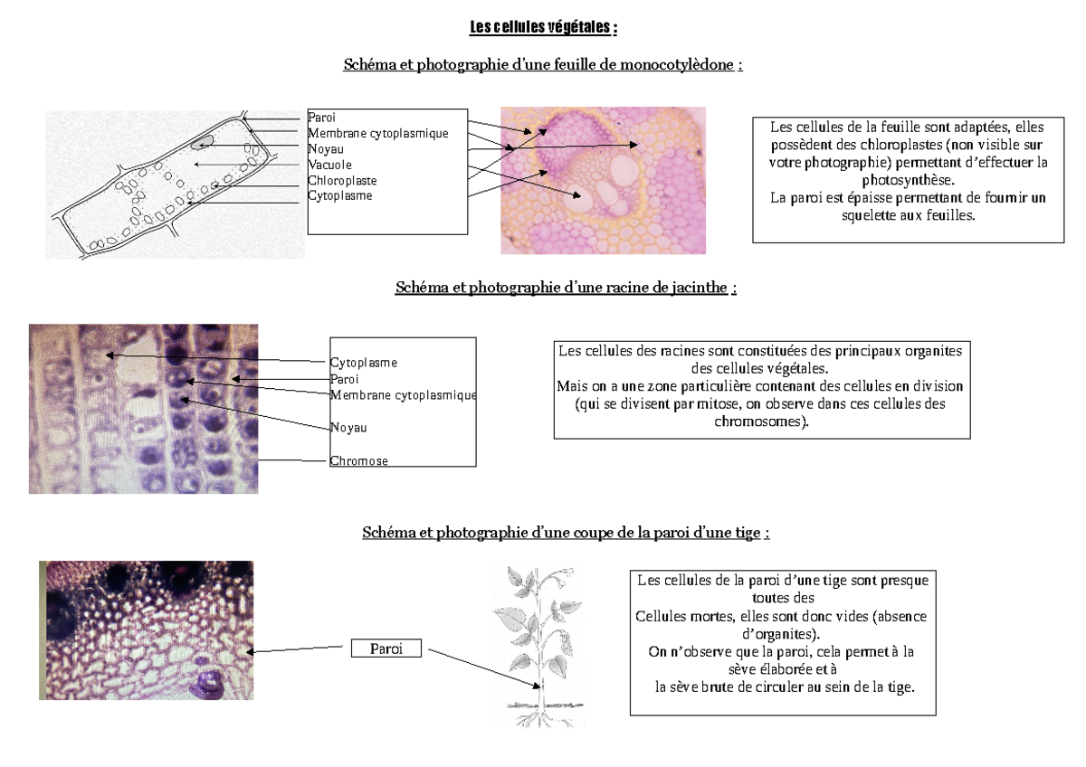Schématisation d'une cellule végétale - Les cellules végétales : Schéma ...