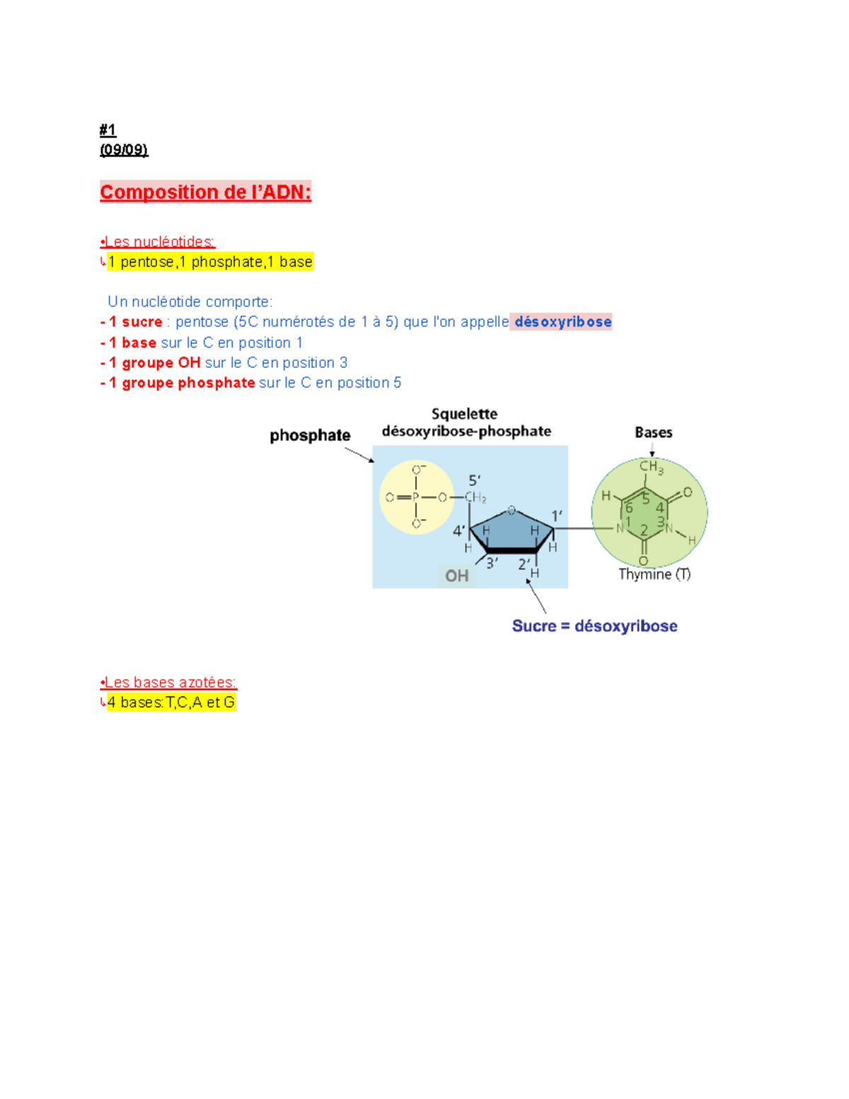 Composition ADN - (09/09) Composition de l’ADN: •Les nucléotides: ↳1 ...