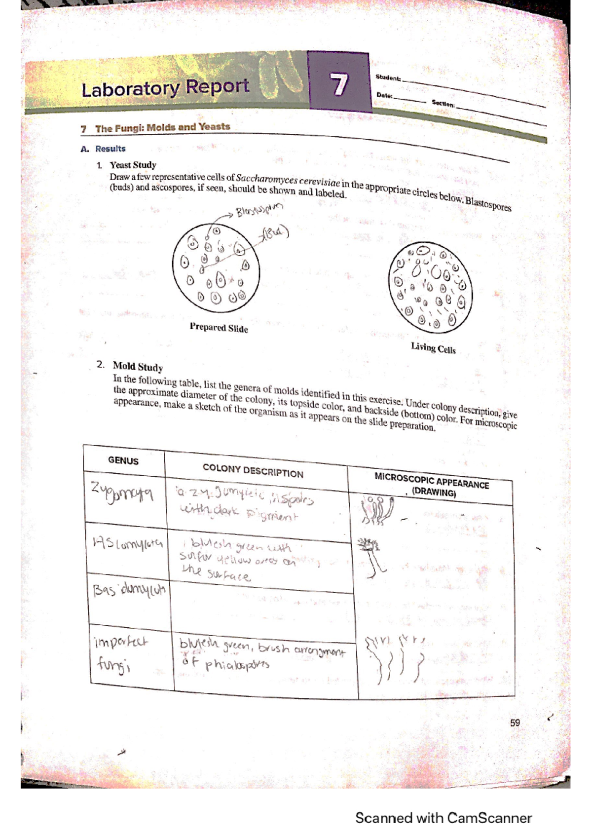 Laboratory Report #7: Fungi Study - Molds and Yeasts Analysis - Studocu