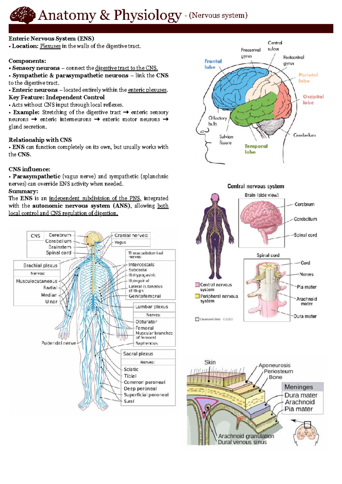 Anatomy & Physiology: Enteric Nervous System Overview (HEN) - Studocu