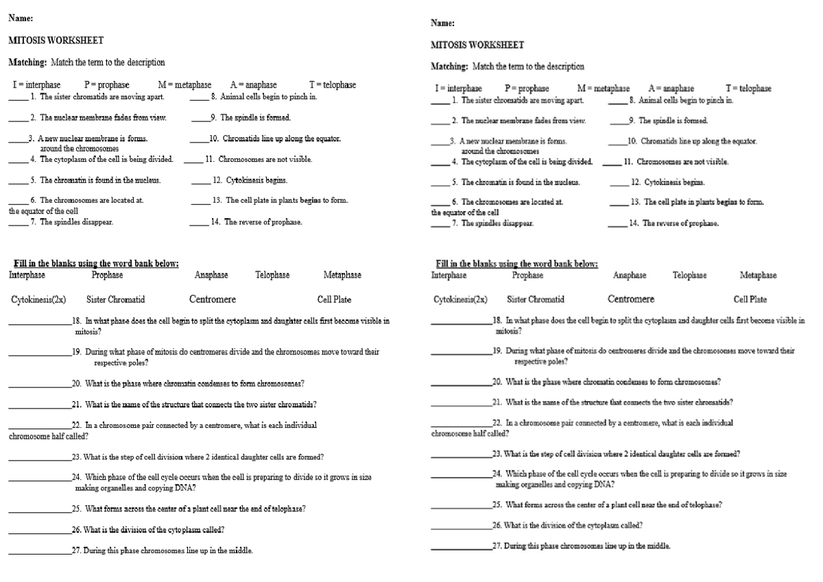 Mitosis- Activity- Sheet - Name: Name: MITOSIS WORKSHEET MITOSIS ...