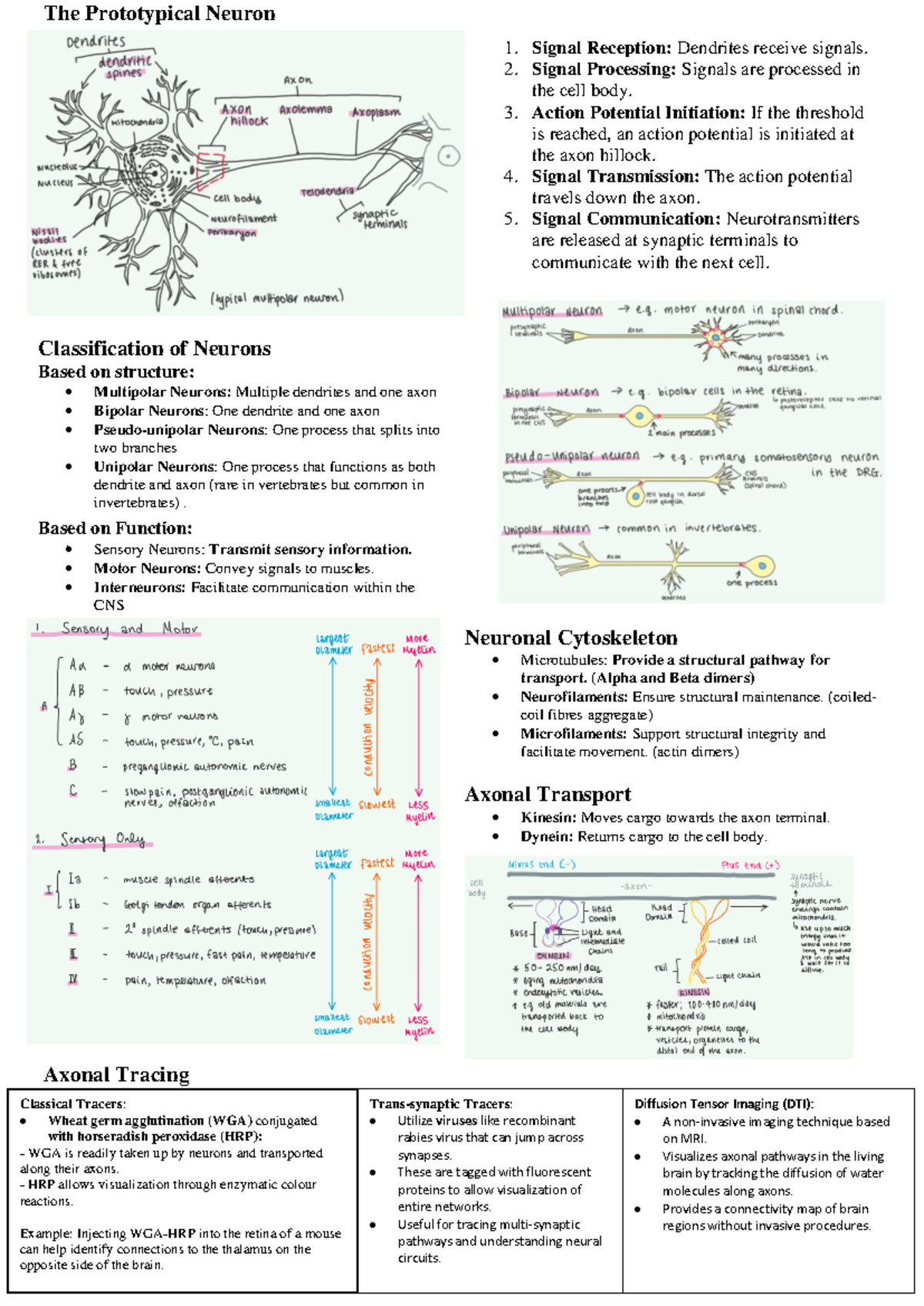 01 Neurons and Glia - lecture 1 - The Prototypical Neuron Axonal ...