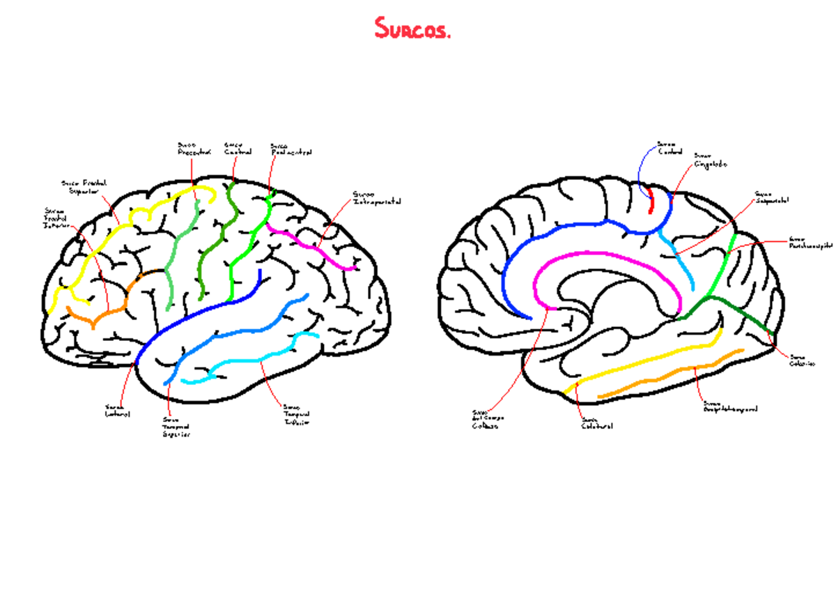 Dibujos anatomia de cabeza - SURCOS. Surco Central Surco Surco Surco ...