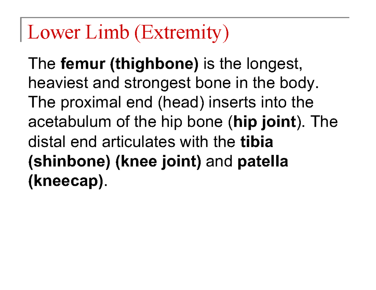 Lower Limb Anatomy Notes: Structure & Development Insights - Studocu