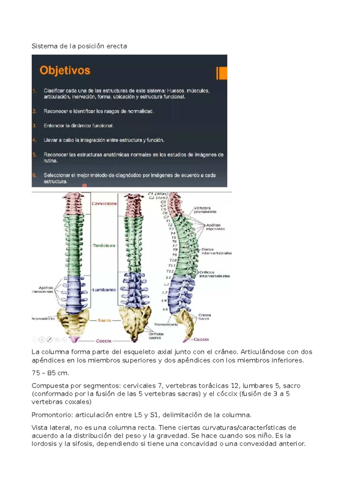 Sistema de la Posición Erecta: Anatomía y Curvaturas de la Columna ...