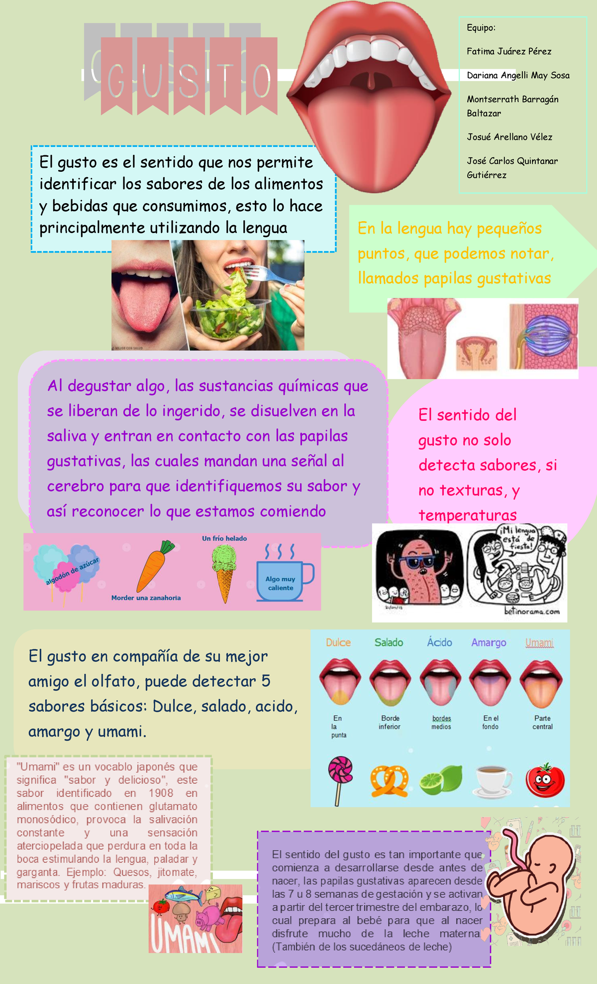 Gustoo - Infografia del sentido del gusto tema "percepción" - El ...