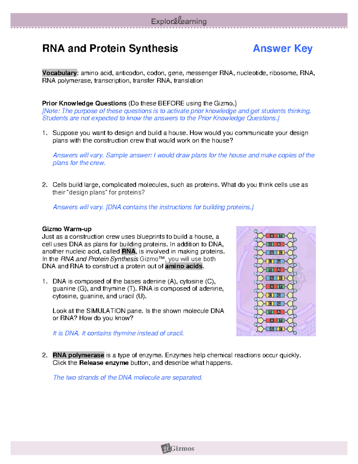 320610364-RNAProtein Synthesis SE-KEY - RNA and Protein Synthesis ...