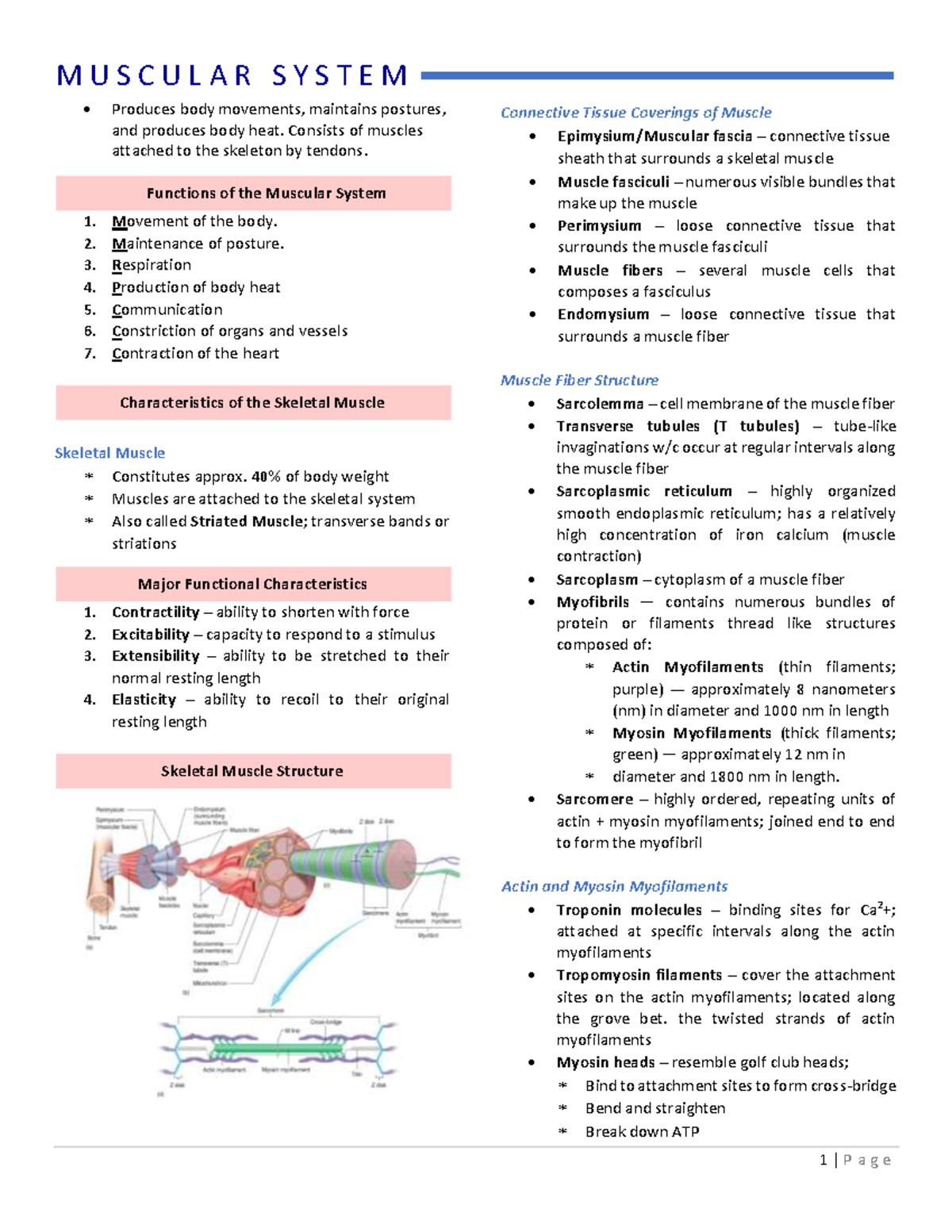 Funda - reviewer - M U S C U L A R S Y S T E M Produces body movements ...