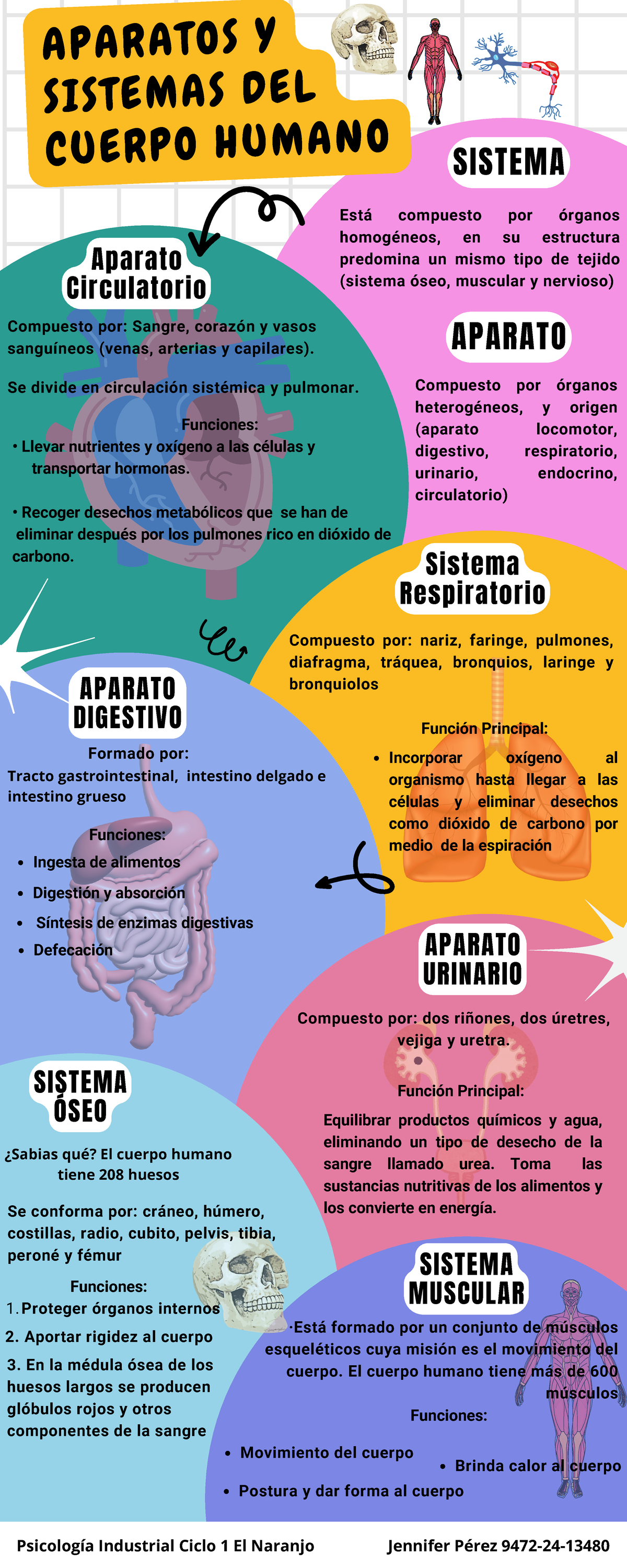 Infografía: Aparatos y Sistemas del Cuerpo Humano 9472-24 - Studocu