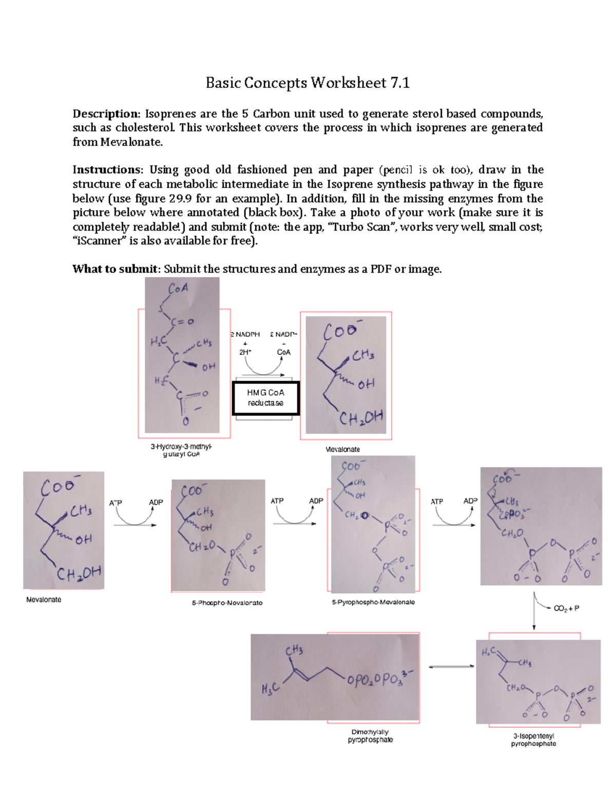 Isoprene Synthesis Pathway - Basic Concepts Worksheet 7 - Studocu
