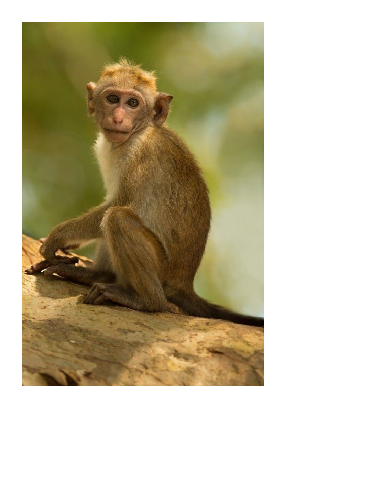 Primates - origen del hombre - Lengua y literatura - 7 be 1 n OF the OF ...