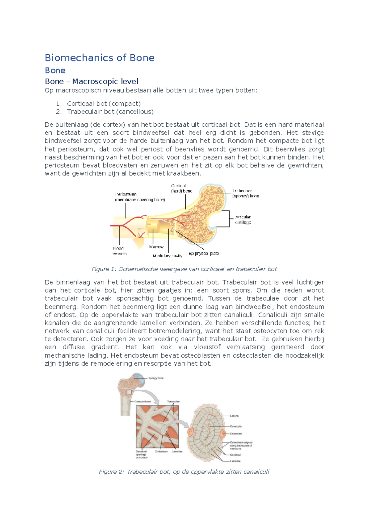 Biomechanica van Bot: Corticaal en Trabeculair Bot Functies (BIO101 ...