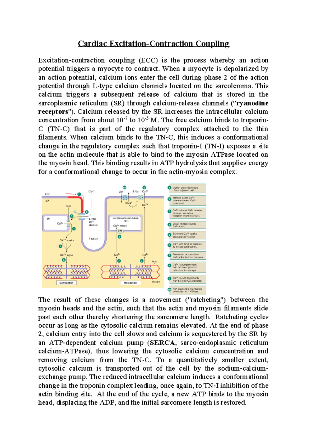 Cardiac Excitation-Contraction Coupling: Detailed Study Notes - Studocu