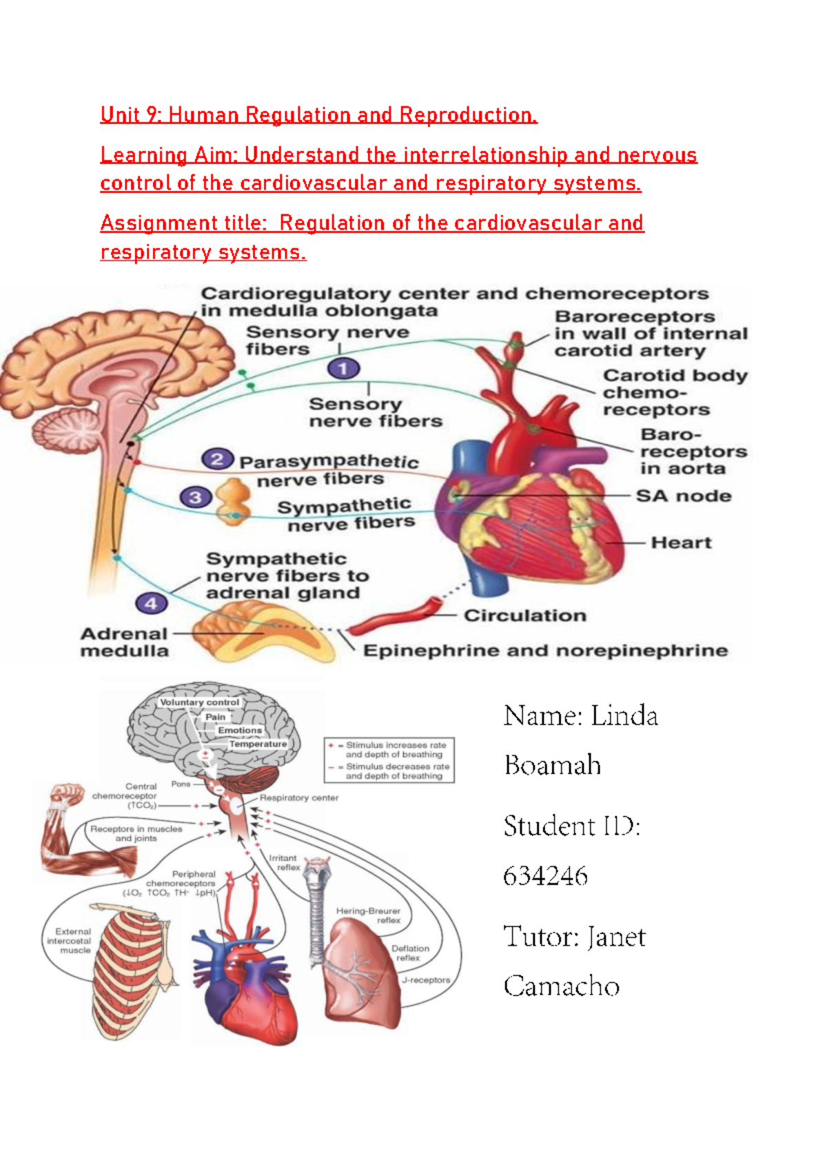 Unit 9 A: Human Regulation & Nervous Control of Cardiovascular Systems ...