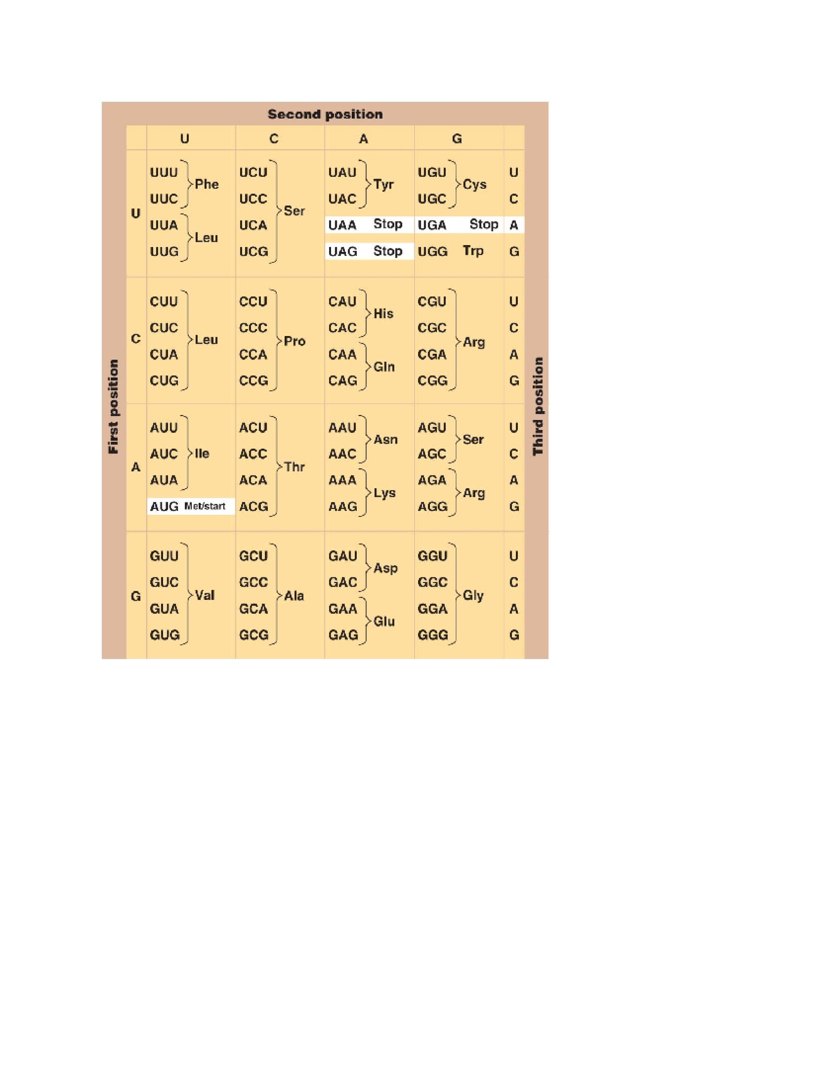 Genetic Code - Second position U C A G UCU UAU UGU U Phe Tyr Cys UUC ...