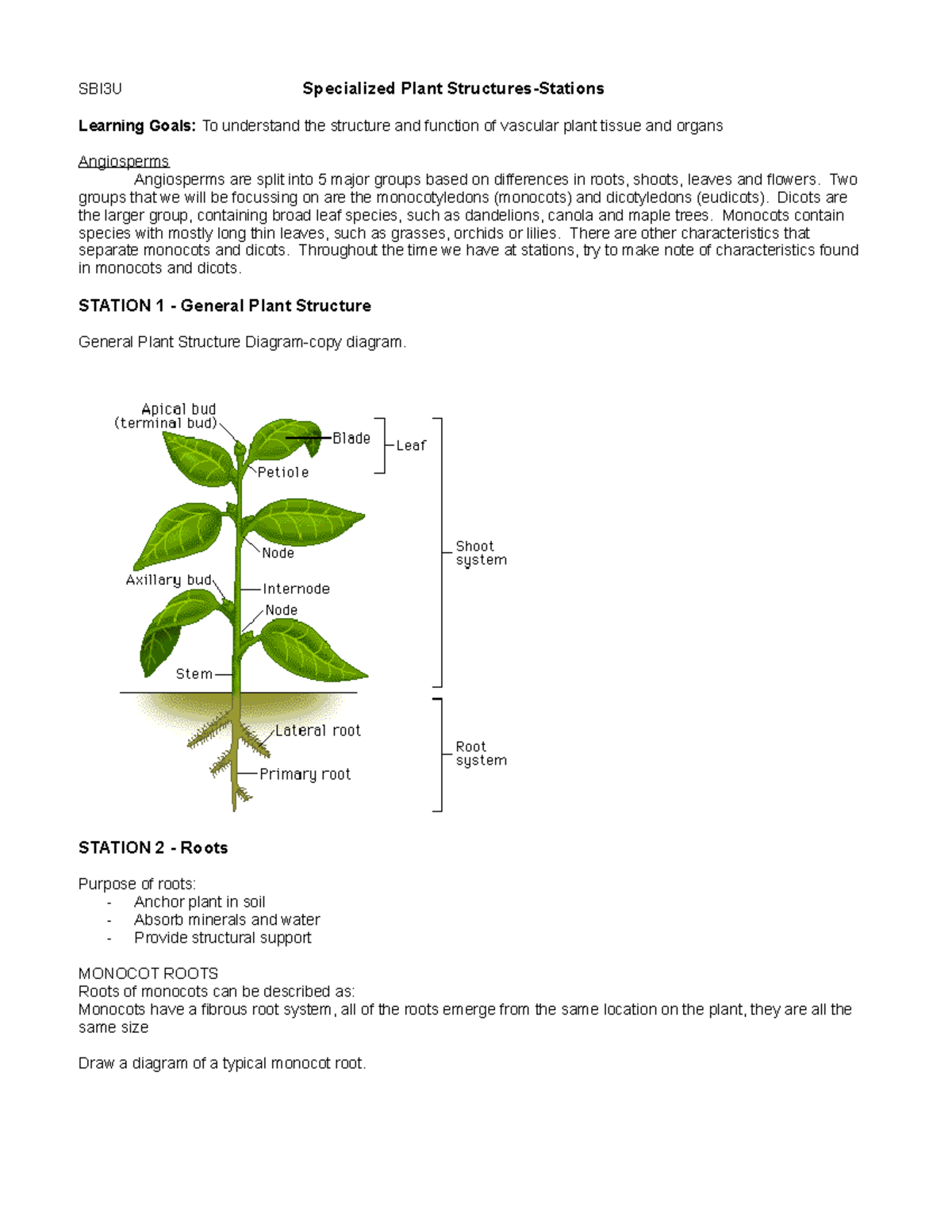 SBI3U Specialized Plant Structures - Complete Study Notes - Studocu